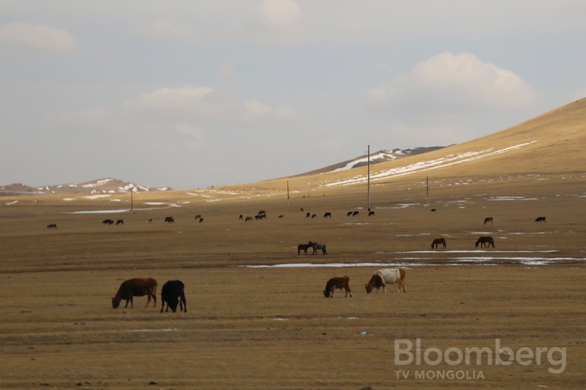 Bloomberg TV Mongolia
